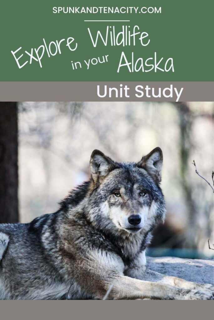 Explore Alaska Wildlife Without Leaving Your Home
